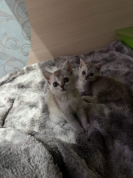 Белая шиншила,девочка 4 недельная
