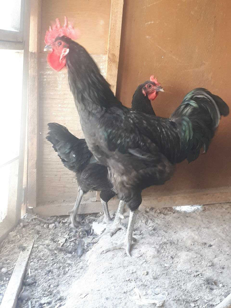 Brama tovuq tuxumlari sotiladi