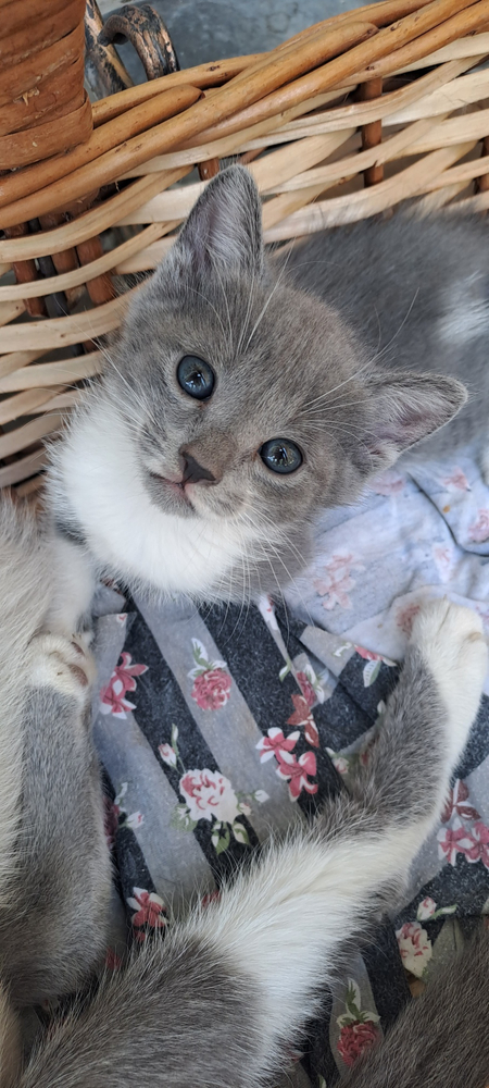 Продаю котят! Серый и Белый