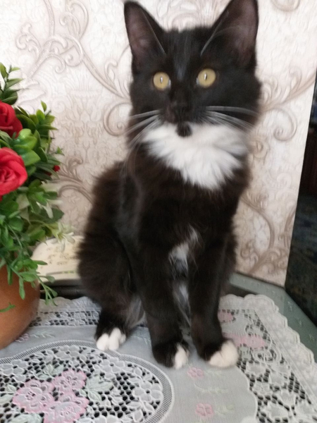 Отдам котят бесплатно