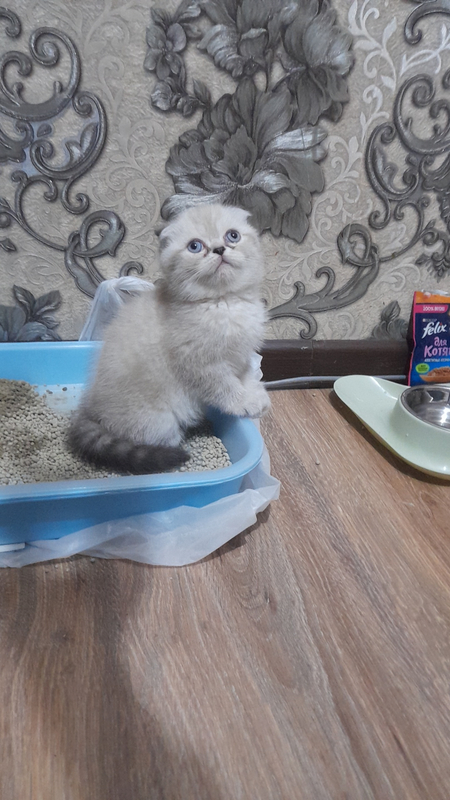 Готова к продаже котята