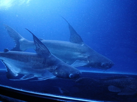 Akula Pangasius 30sm+ 400.000 Kelishamiz tel qililar