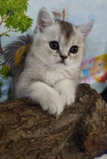 Шотландские котята.