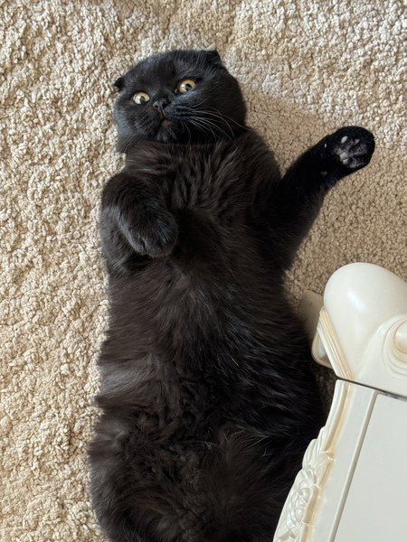 Скоттиш фолд Котенок 5 месяц