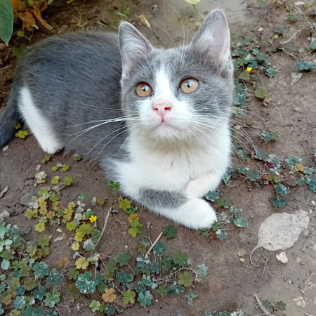 Котёнок мальчик серо-белый