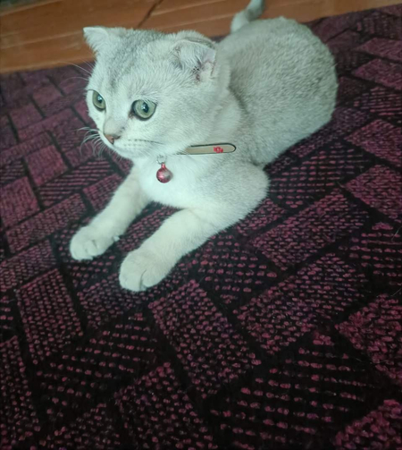 Срочно продаётся котёнок скоттиш фолд