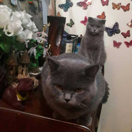 Чистокровный Шотландский Вислоухий  котенок от правильной вязки 2мес.