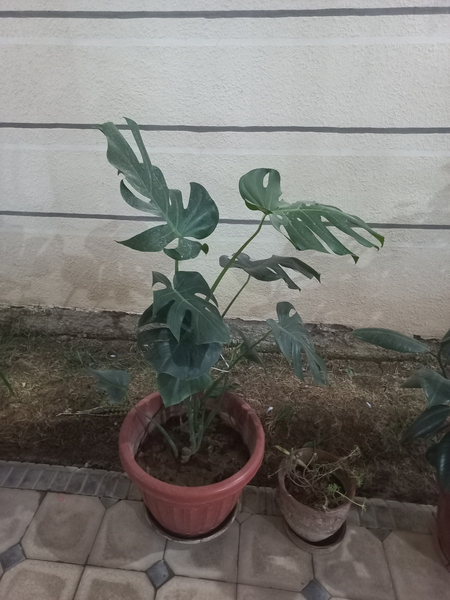 Gullar sotiladi.