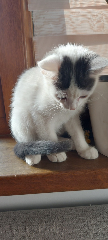 Котята в добрые руки 2.5 м-ца