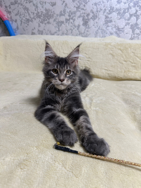 Котенок Мейн-кун