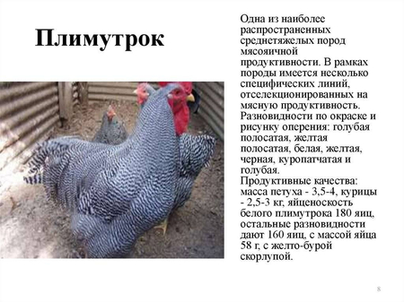 Куры плимутрок цыплята