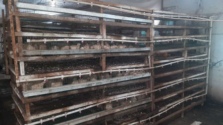Broller jo'jalari 1kunligi 7.7,500so'm atrofida,Urug'li tuxum 600so'm