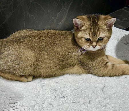 Шикарный котик Золотая шиншилла