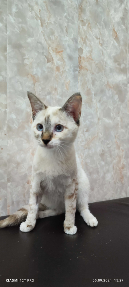 Котёнок, девочка, 5 месяцев