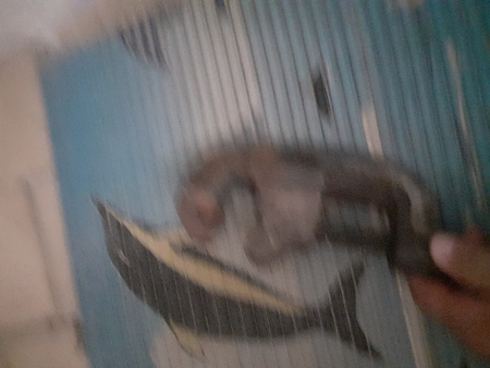 Kuluch sotiladi holati yaxshi