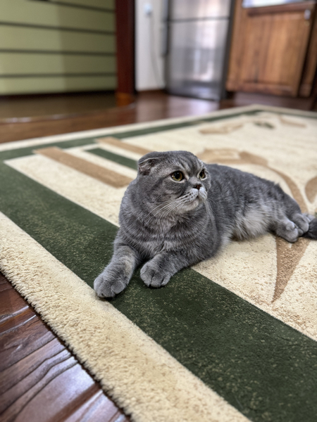 Кот Шотладский вислоухий