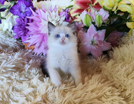 Продаётся котёнка Рэгдолл Ragdoll