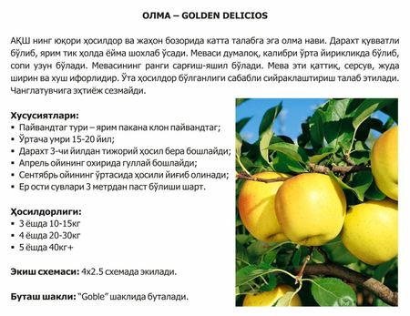 Olma gilos nok urik va mevali va manzarali kuchatlar bor