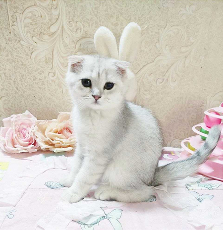Продается котенок серебристая шиншилла, девочка.
