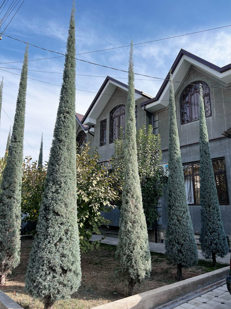 Archa kesish N1 Toshkent
