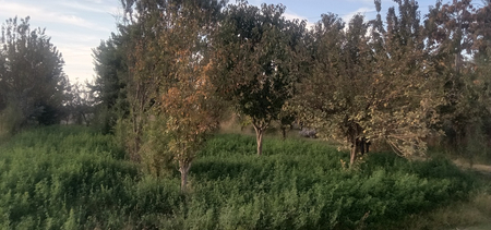 Quriq yer uydan ajiratib sotiladi