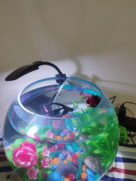 Akvarim baliqlar