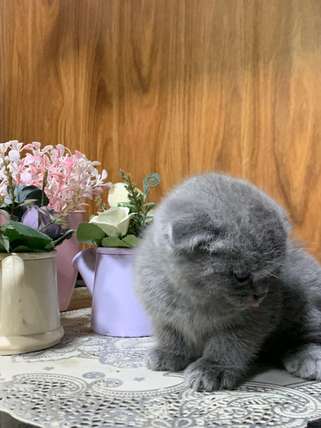 Шотландская вислоухая кошка