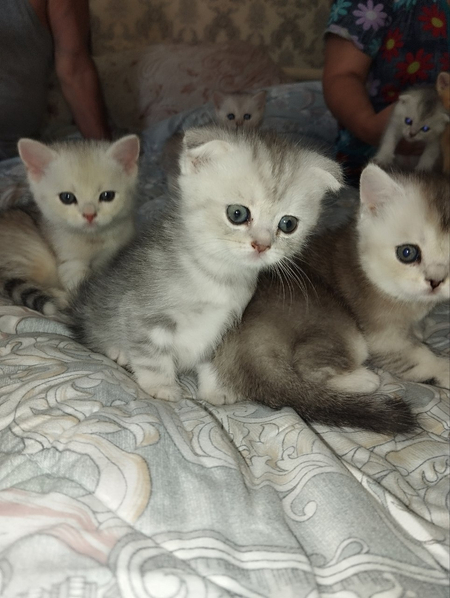 Шиншиллы котята здоровые