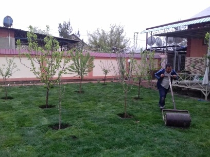 Газон и поливное системы