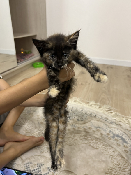 Кошка продётся