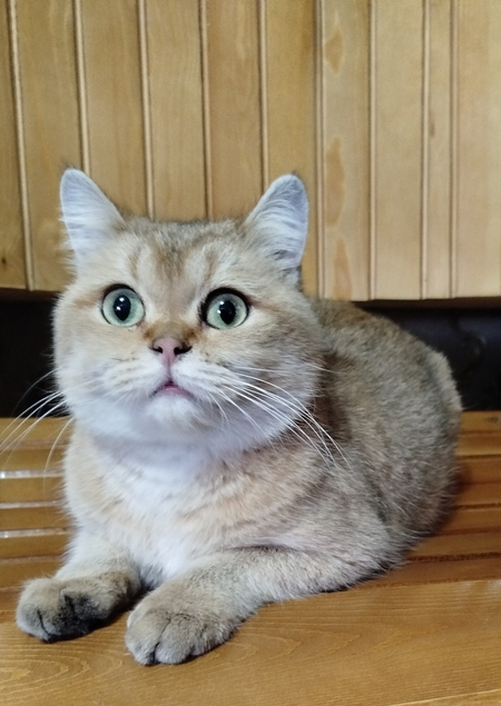 Zalatoy shinshila qizbola