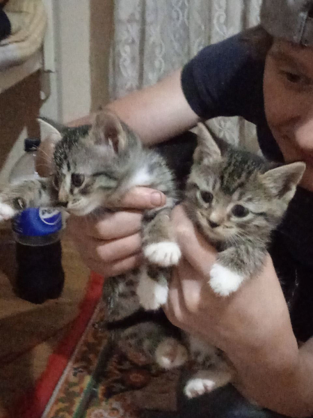Котенок (бесплатно)