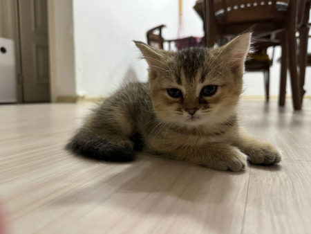 Котенок породистый