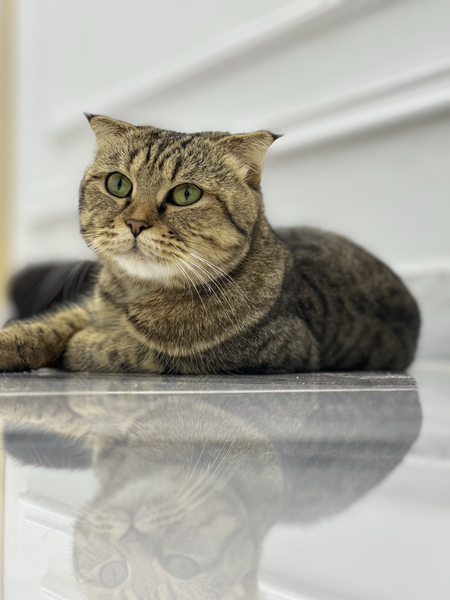 Шотландские вислоухие котята