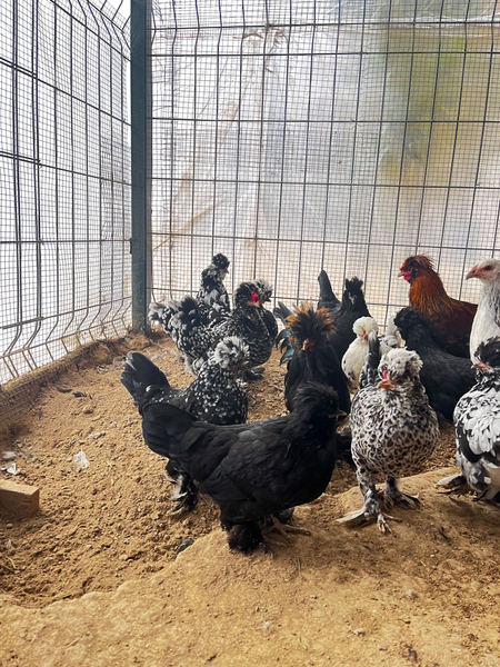 Пародистые куры и цыплята Японки Зотдор товук жужалар сотилади