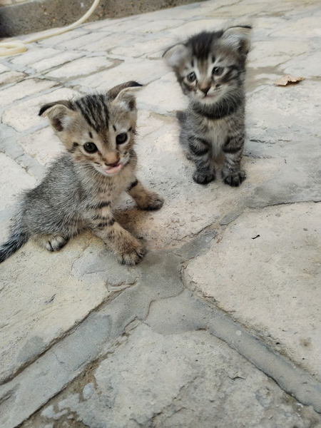 Продаётся кошка, вислоухая.