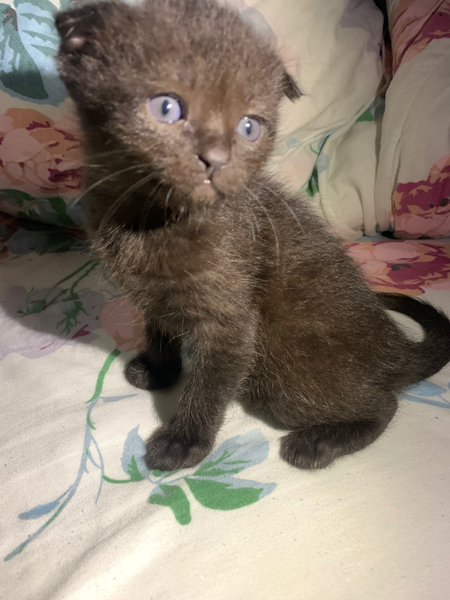 вислоухие котята.