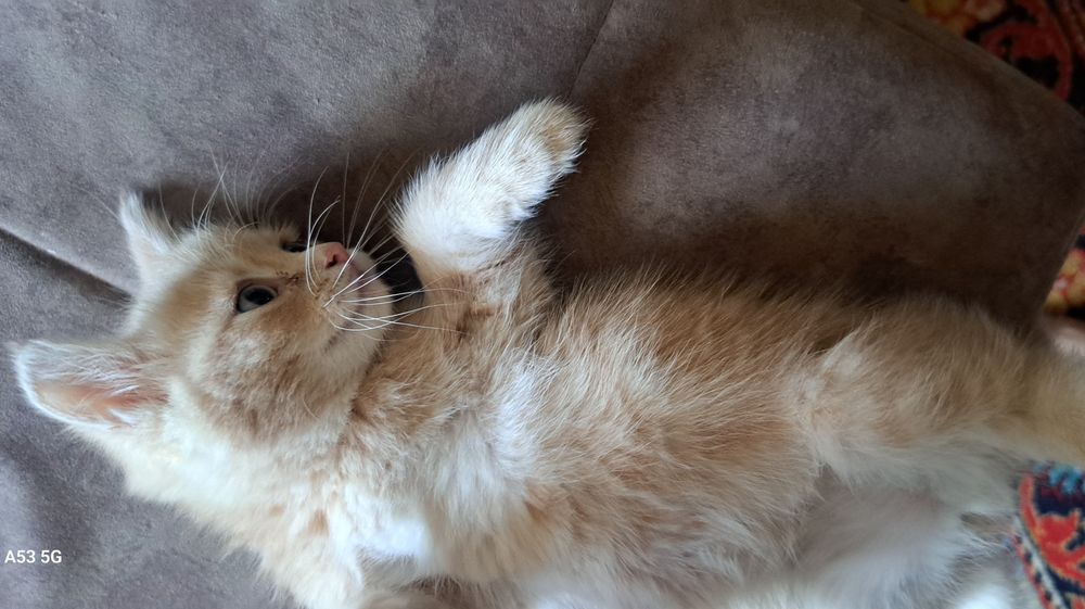 Шотландская прямоухая кошка