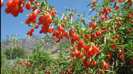 Goji mevasi. Ягоды годжи 100 grami 50 000