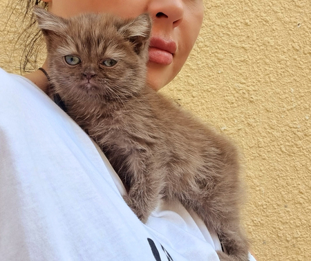 Шотладский скотиш страйт