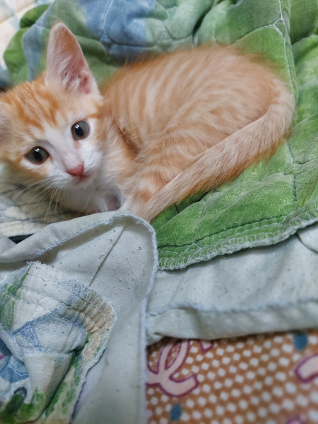 Котёнок ответственные руки