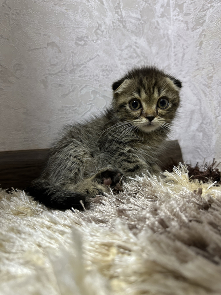 Скотиш фолд мальчик 2 месяцев