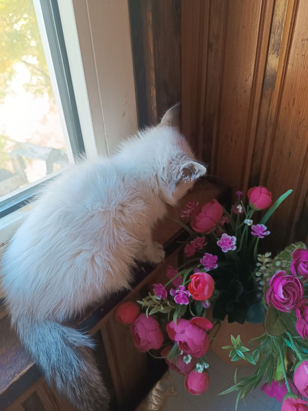 Тайский котёнок!