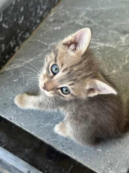 Отдам котят в хорошие руки