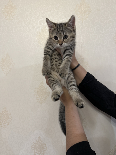 Котята Шиншелла 3дев 1мал