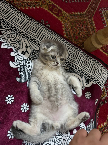 Продается Котенок Скоттиш- Фолд