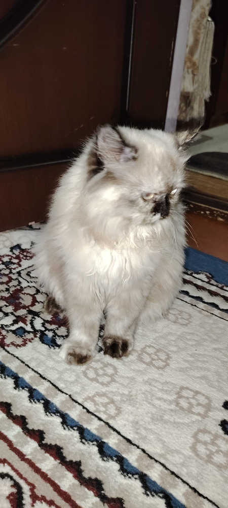 Mushuk sotildi Qizbola