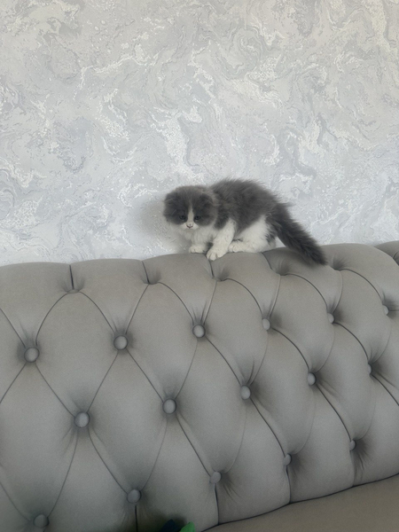 Zotdor mushuk sotiladi
