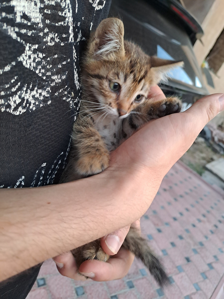 Отдам котят в хорошие руки