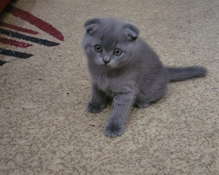 Продаются 2 котенка  Scottish fold 2 месяца,